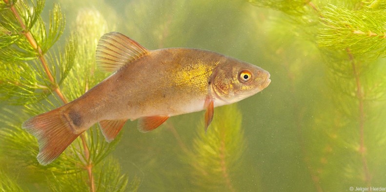 Febr. 2023 - Visbestand Oude Kale en Merebeek: zeelt — nl